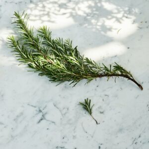 How to Grow and Care for Rosemary Plant