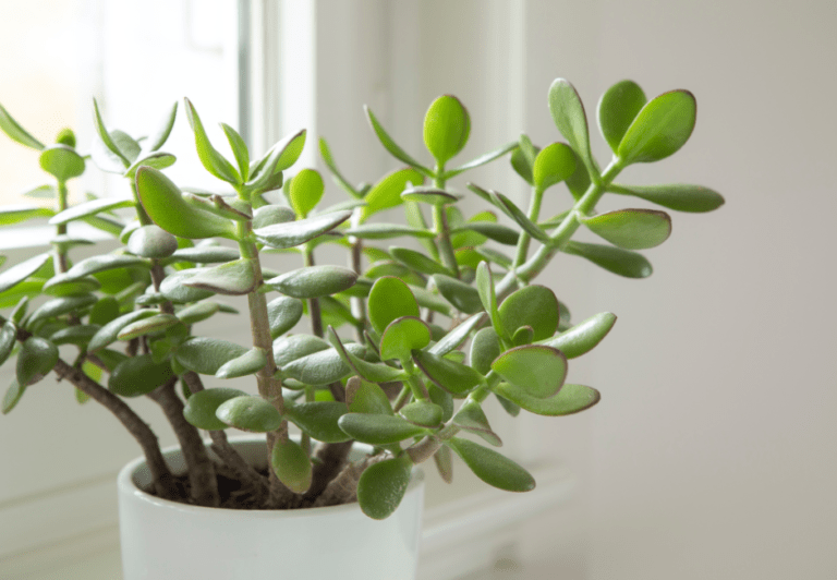 How to take care of a Jade Plant